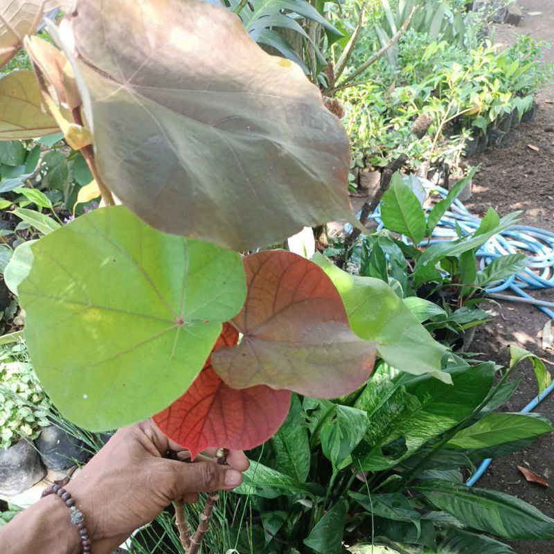 Jual waru pucuk merah | Shopee Indonesia