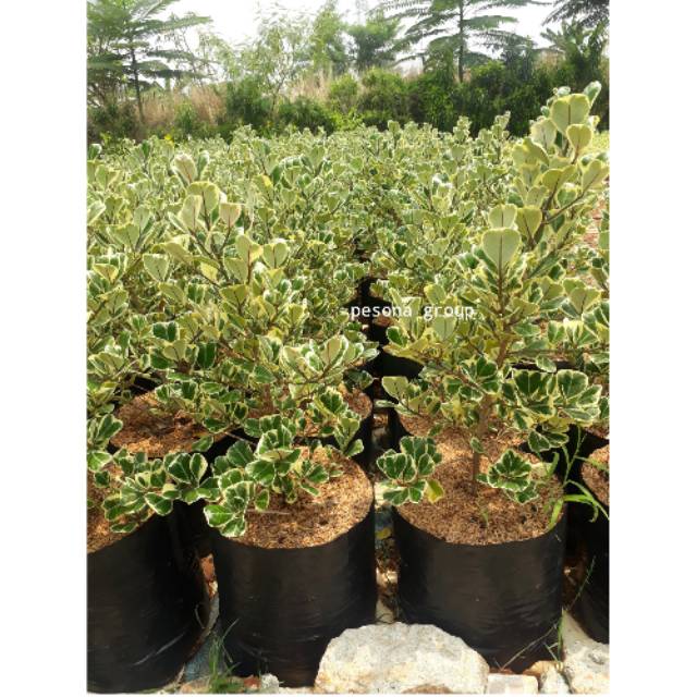 Jual ficus triangularis variegata ketapang mini variegata tanaman hias ...