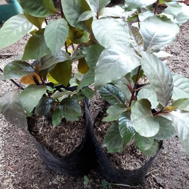 Jual Tanaman Daun Ungu Handeleum | Shopee Indonesia