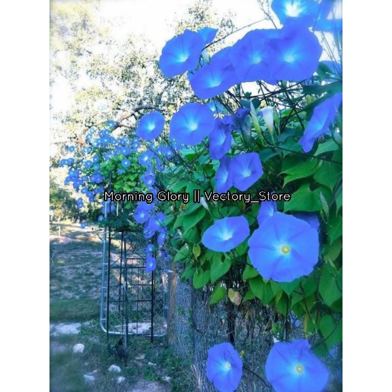 Jual Tanaman Hias Merambat Pohon Morning Glory Sudah Berbunga Dan Lebat ...
