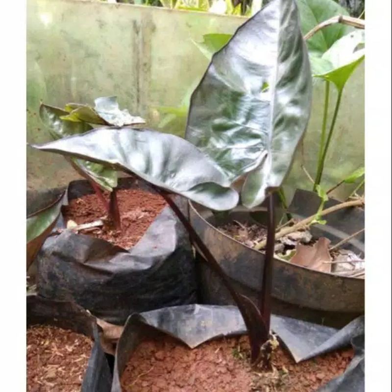 Jual Tanaman hias caladium black / sente hitam / talas hitam | Shopee ...