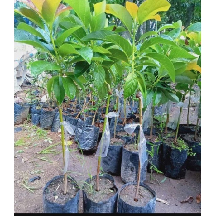 Jual bibit alpukat mentega super jumbo beli 10 gratis 1 | Shopee Indonesia