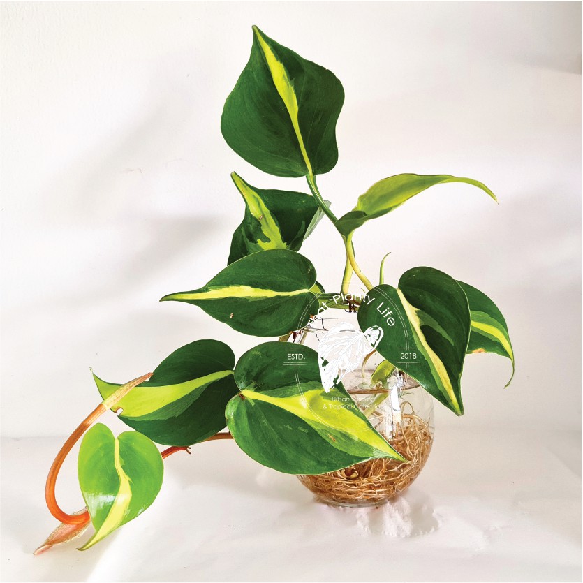 Jual Philodendron Hederaceum Brazil/Philo Brazil dalam Vas Kaca ...