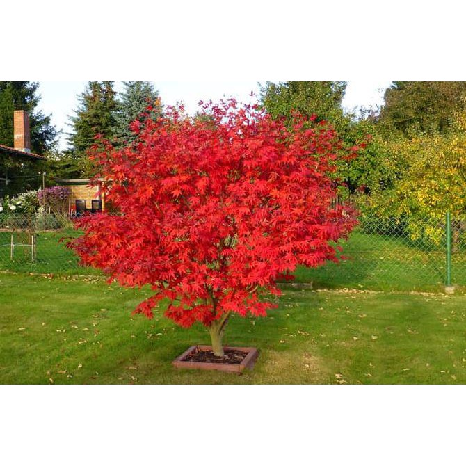 Jual New Bibit Maple Jepang Inazuma Tree Red Maple Pohon Maple Unik ...