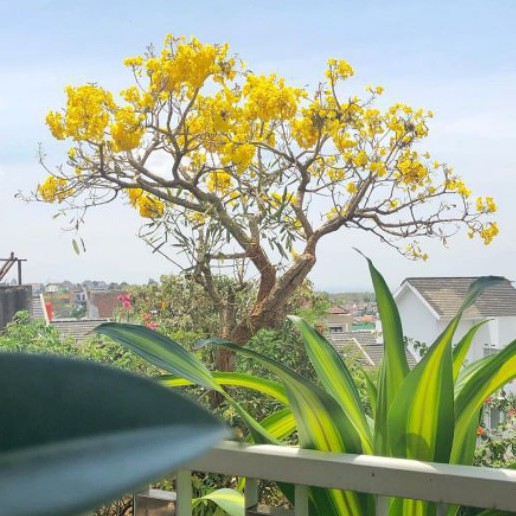 Jual Pohon Tabebuya Kuning / Sakura Tabebuya Kuning | Shopee Indonesia