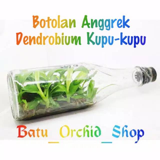 Jual Anggrek Botol Dendrobium Bulat Hybrid | Shopee Indonesia