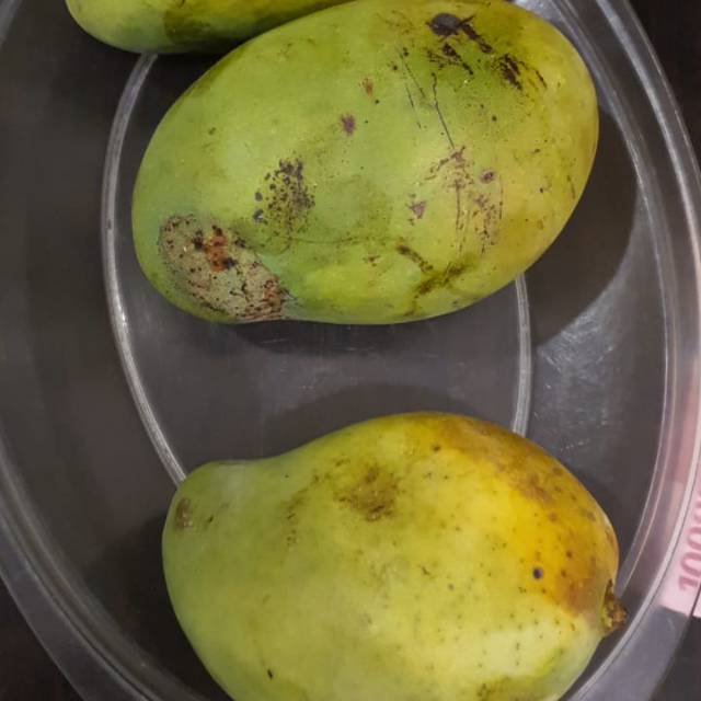 Jual Mangga harum manis | Shopee Indonesia Jual Mangga harum manis | Shopee Indonesia