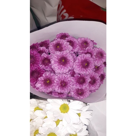 Jual bunga aster puma ungu ( 1 ikat isi 10 tangkai) | Shopee Indonesia