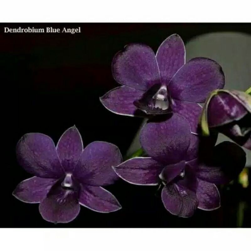 Jual Anggrek Dendrobium Blue Angel | Shopee Indonesia