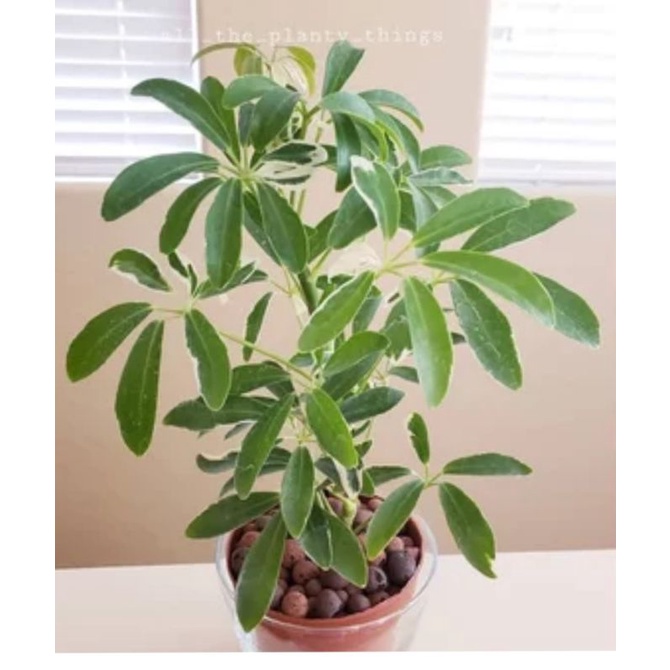 Jual tanaman hias Walisongo hijau/tanaman hias murah | Shopee Indonesia