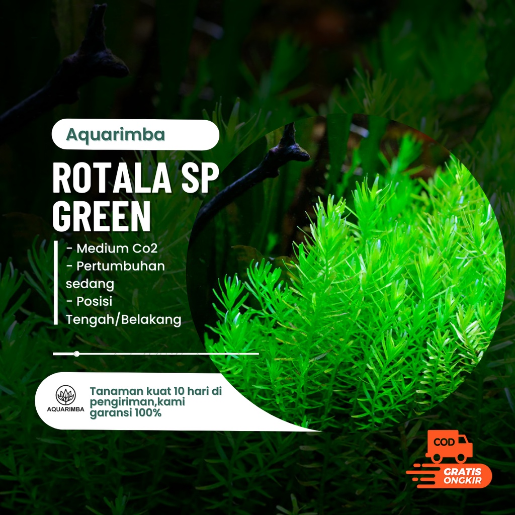 Jual Rotala rotundifolia green 25btg - Tanaman Aquascape Tumbuhan Air ...