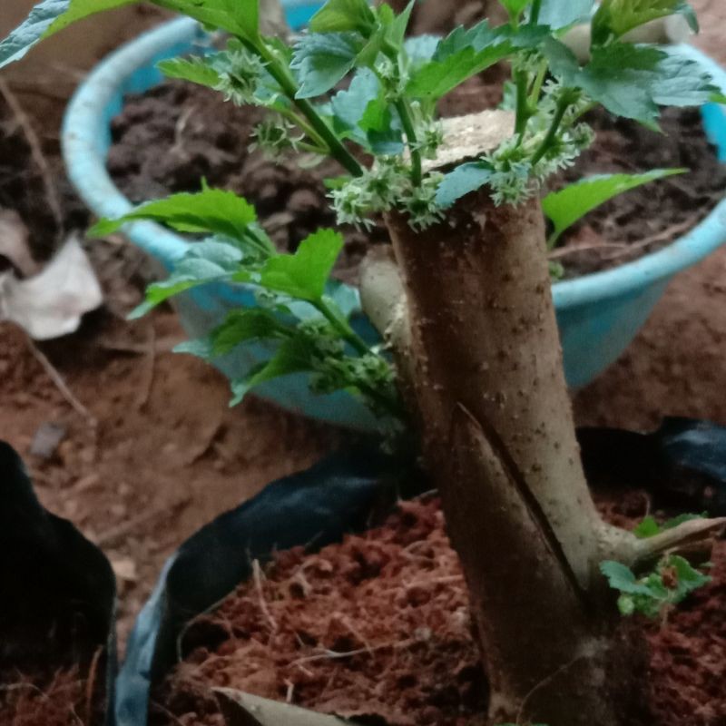 Jual BIBIT SETEK POHON MURBEI/MURBAI/ARBEN SIYAP TANAM DAN SUDAH ...