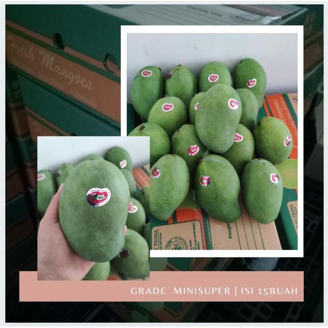 Jual Mangga Alpukat/Mangga Arumanis 143 (Fresh Mangoes) - Grade Mini ...