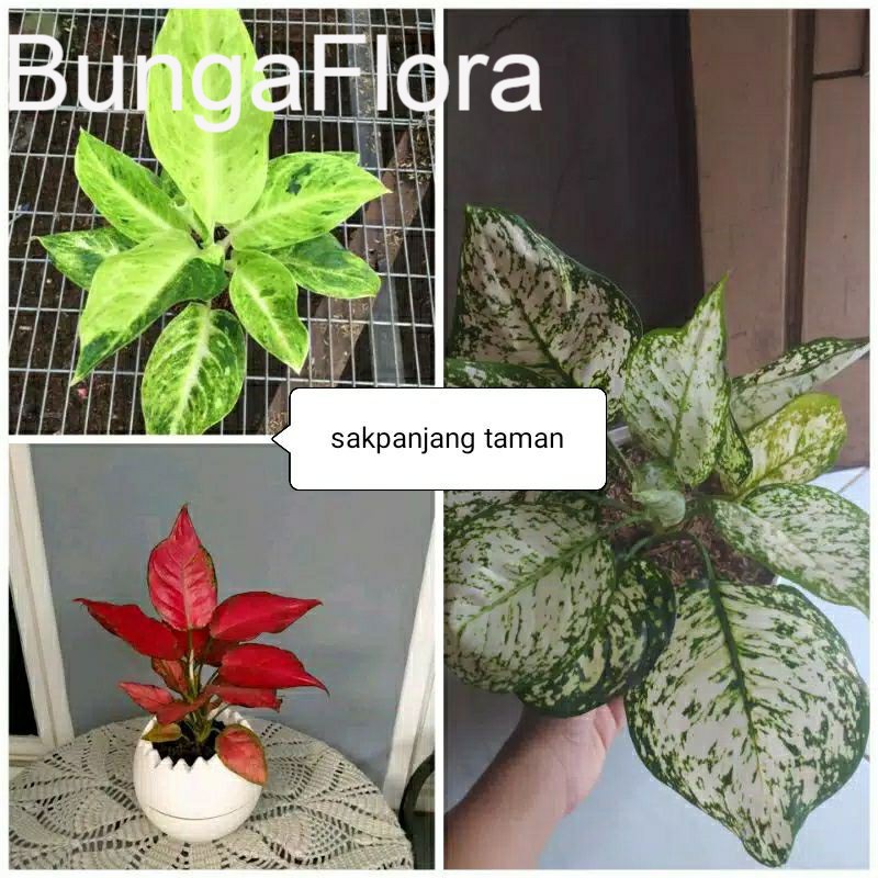 Jual 3 jenis bibit bonggol aglonema . (sundrop,red anjamani, dud white ...
