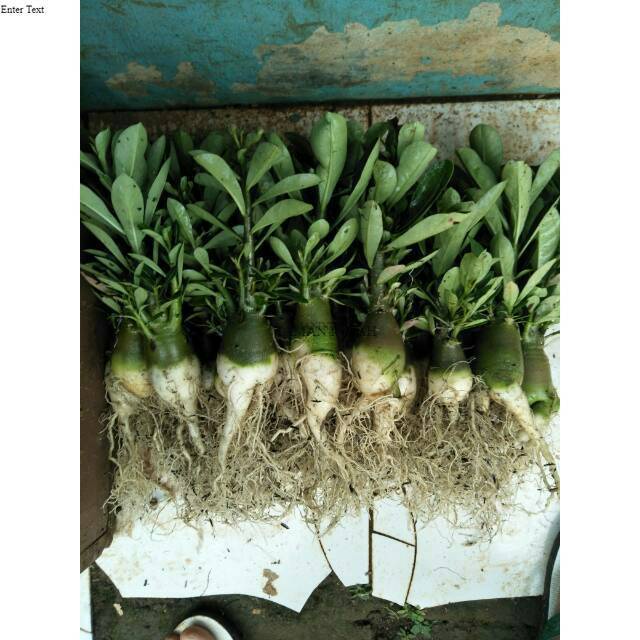 Jual Jual Bibit adenium ( kamboja jepang ) | Shopee Indonesia Jual Jual Bibit adenium ( kamboja jepang ) | Shopee Indonesia