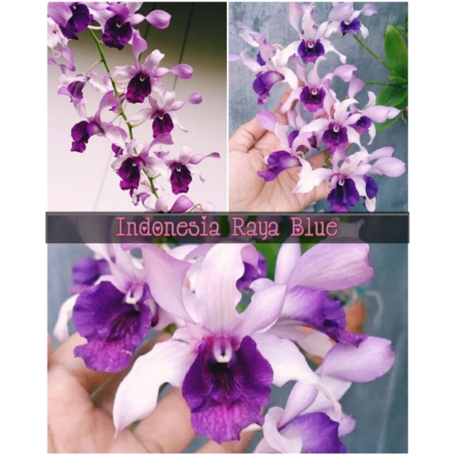 Jual Dendrobium Indonesia Raya Blue Spike/Bunga JUMBO | Rajin Berbunga ...