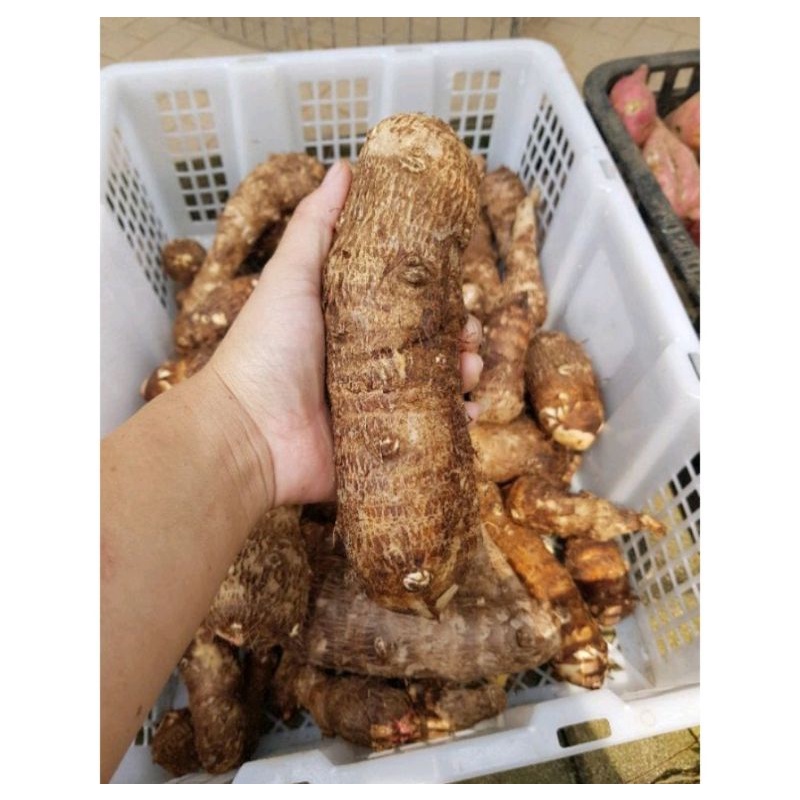 Jual mbote/ubi talas 1kg | Shopee Indonesia