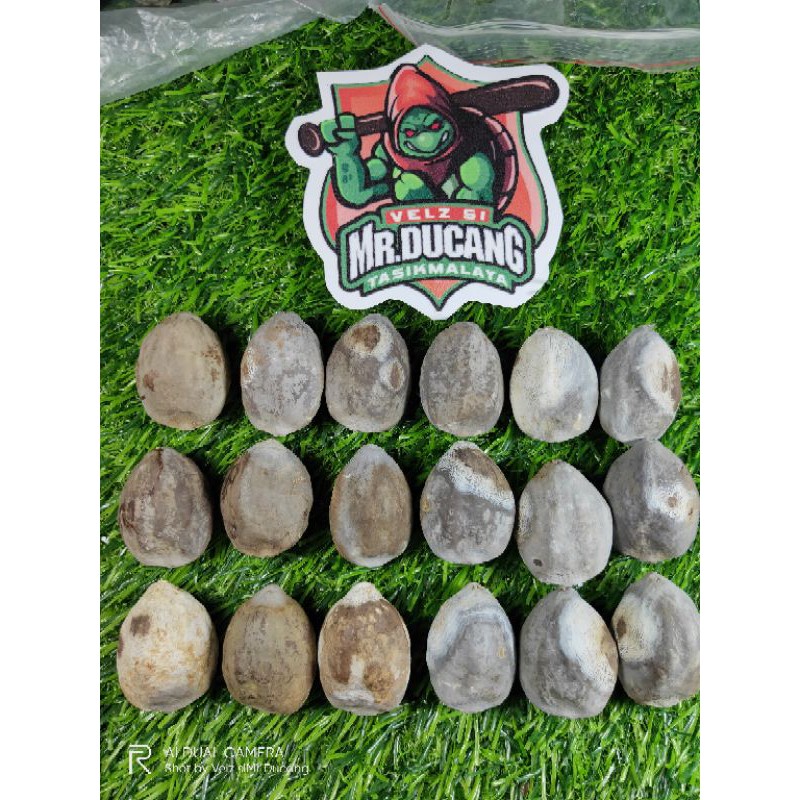 Jual MUNCANG ADU JENIS JAWA SI KUSKUS | Shopee Indonesia