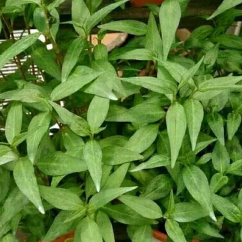 Jual Daun kesum segar perhelai rempah bumbu masakan | Shopee Indonesia