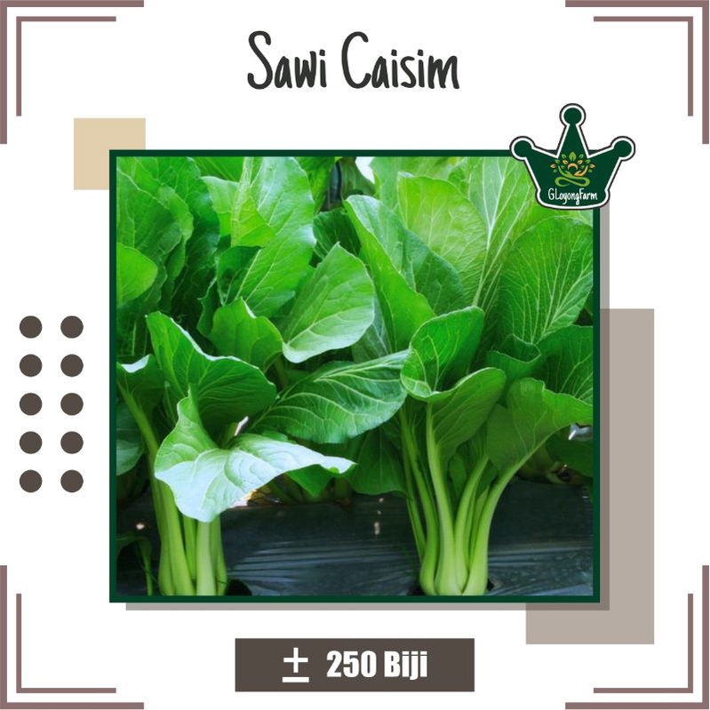 Jual Bibit Sayur Sawi Caisim Manis Gloyong Farm - Benih Sayuran ...