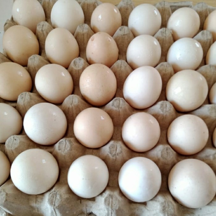 Jual TELUR AYAM KAMPUNG pack isi 6pcs | Shopee Indonesia