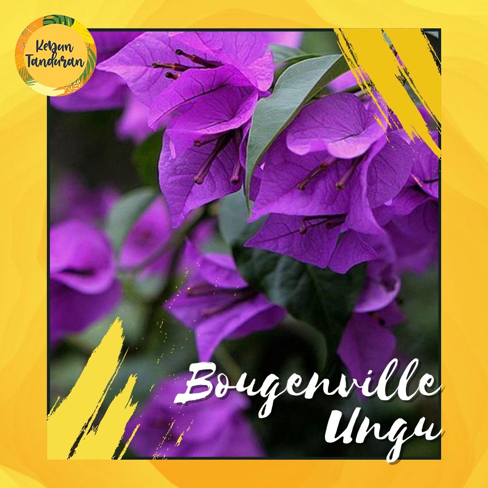 Jual Tanaman Bunga Bougenville Ungu Kembang Kertas Bogenvil Bogenpil ...