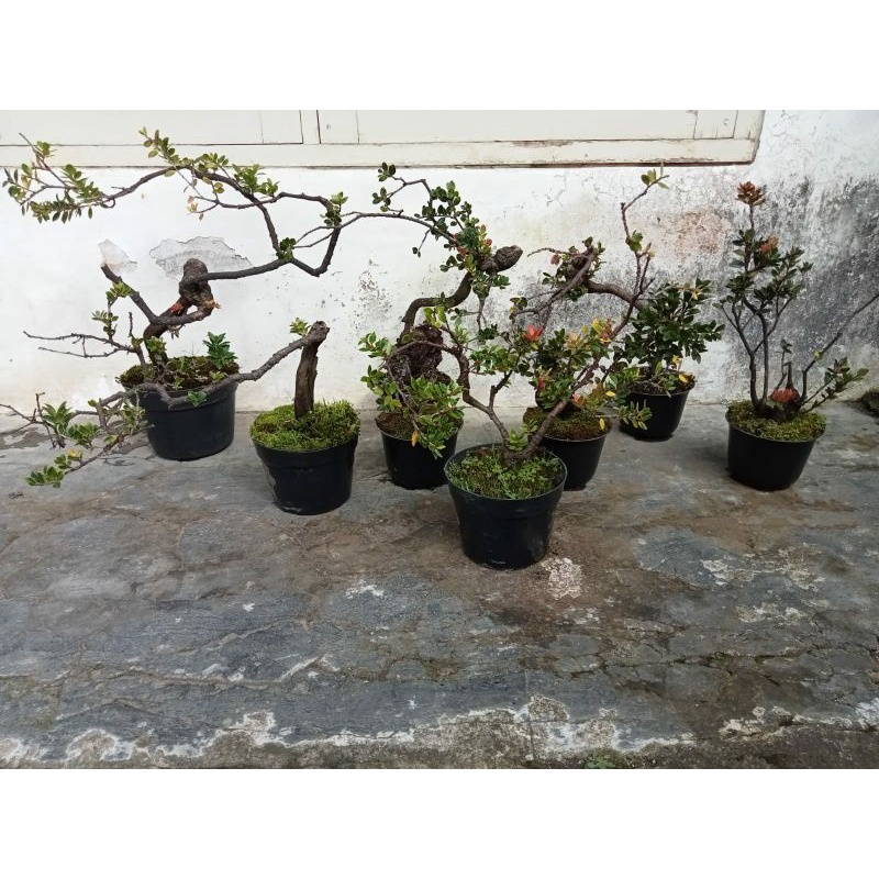Jual BAHAN BONSAI CANTIGI / SANTIGI GUNUNG | Shopee Indonesia