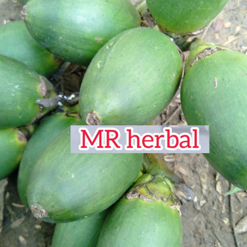 Jual Jual buah pinang muda segar atau buah Jambe per 1 kg | Shopee ...