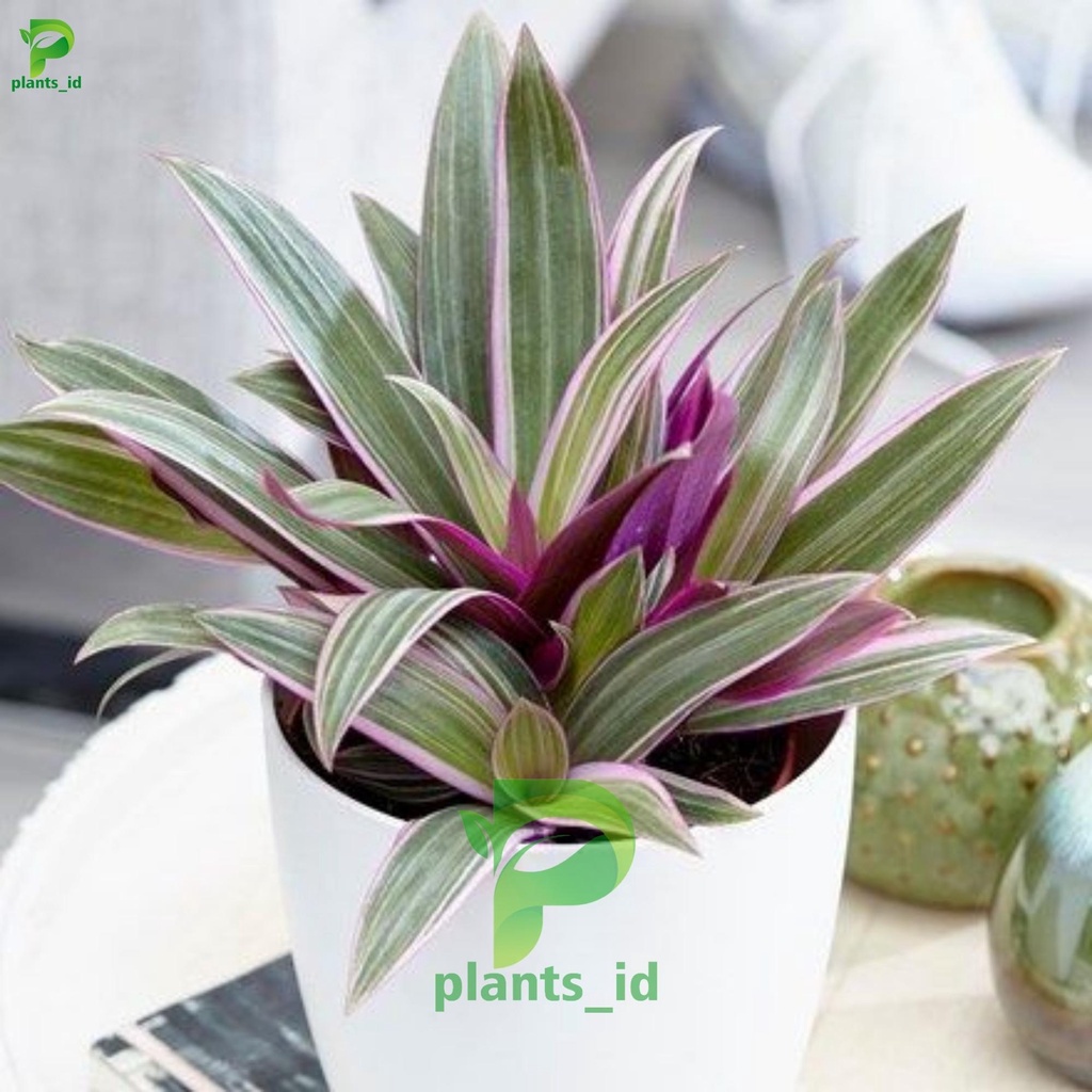 Jual Tanaman Hias Rheo Discolor Tricolor Tanaman Hias Adam Hawa Tanaman ...