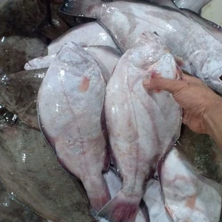 Jual Ikan Sebelah Terlengkap & Harga Terbaru Mei 2024 | Shopee Indonesia