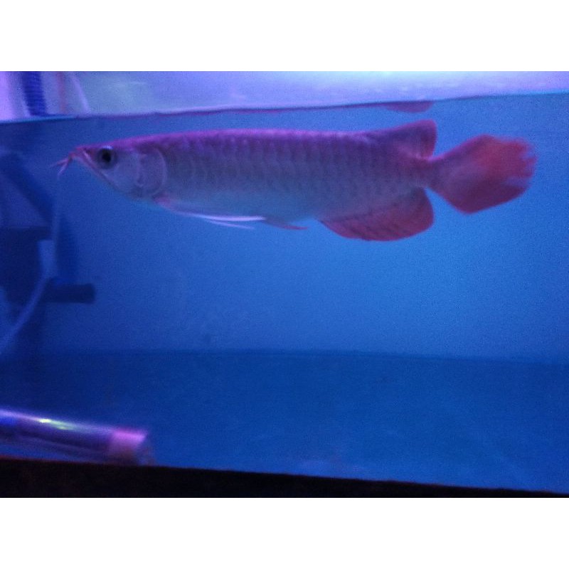 Jual arwana super red ukuran 22 up | Shopee Indonesia