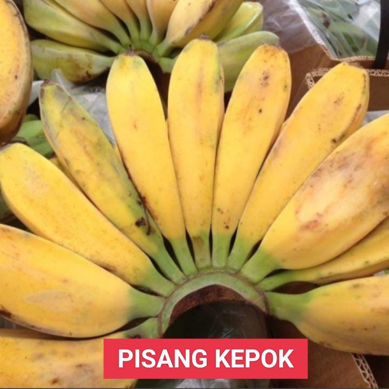 Jual Buah Pisang Kita Pisang Ambon/ Pisang Cavendish/ Pisang Raja/ Pisang Emas/ Pisang Kepok ...