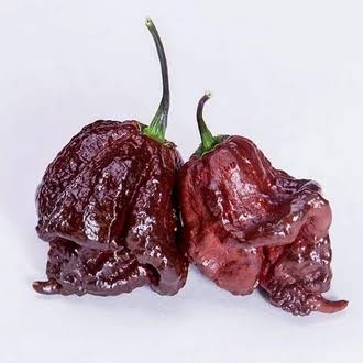 Jual Bibit / Benih Biji Cabe Super Pedas Podzilla Chocolate Hot Pepper ...