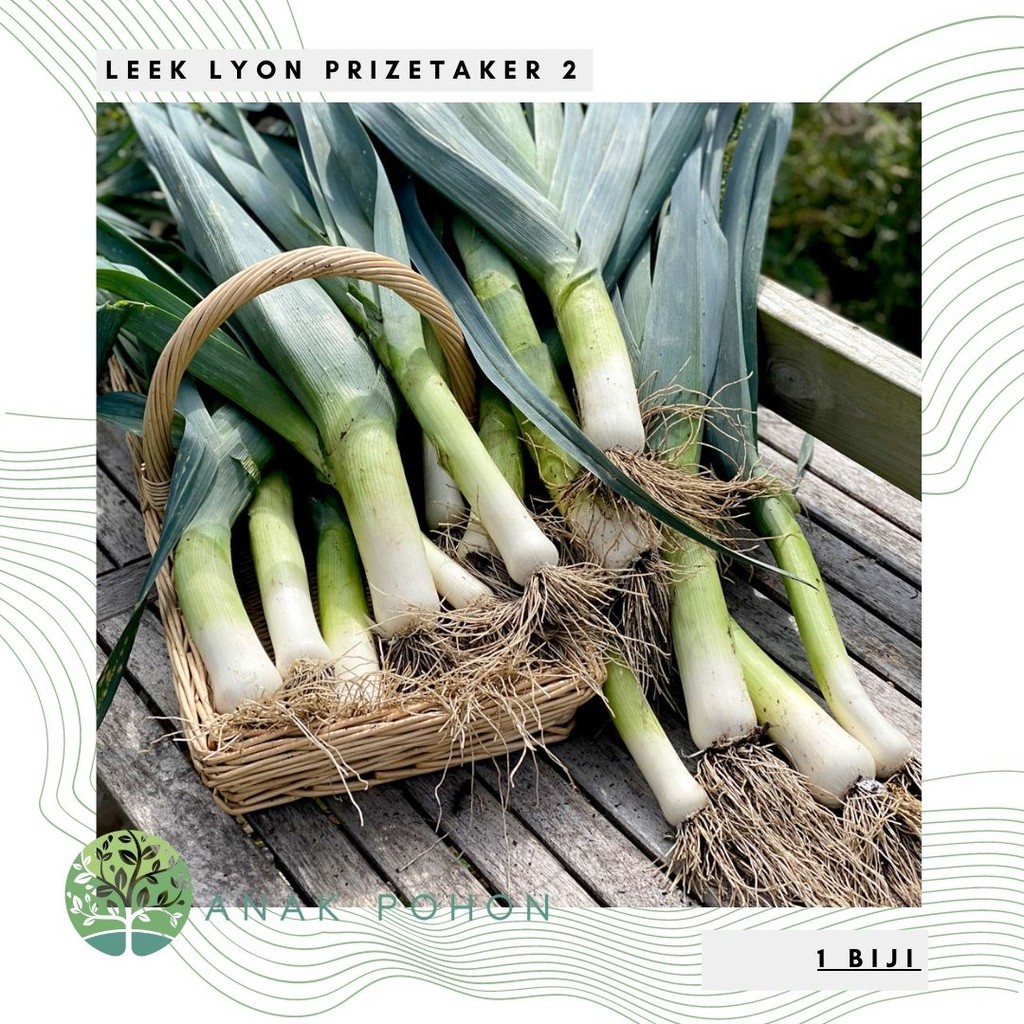 Jual Benih Bibit Biji - Leek Lyon 2 Prizetaker Daun Bawang Giant Jumbo ...