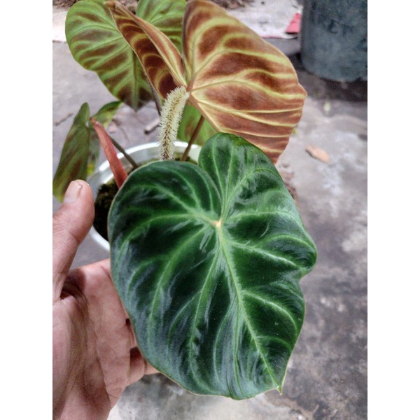 Jual philodendron verrucosum amazon sunset 2-5 daun | Shopee Indonesia
