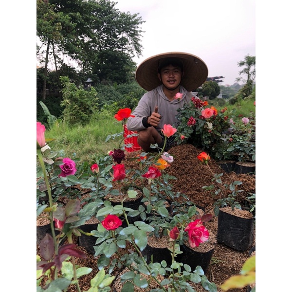 Jual MAWAR PAKET 10 POHON MAWAR HOLLAND KELOPAK BESAR | Shopee Indonesia