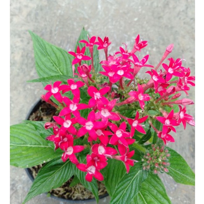 Jual Vegetasi Lebah Bunga Pentas Berbunga / Tanaman Hias | Shopee Indonesia