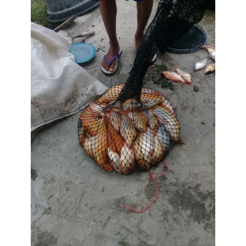 Jual Kerumbu ikan / tempat ikan / korang ikan panjang 150cm bisa ...