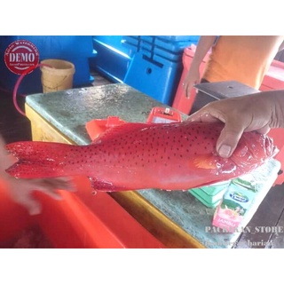Jual Ikan Kerapu Segar Kerapu Lodi / Ikan Fresh Laut Kualitas GARANSI ...