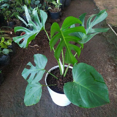 Jual tanaman hias monstera deliciosa ukuran besar + pot putih seperti ...