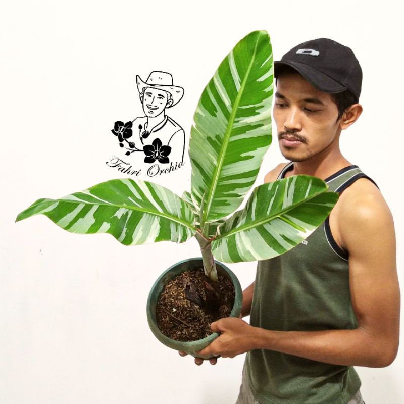 Jual FahriOrchid - Pisang variegata, Musaeae variegata, Musa Florida ...
