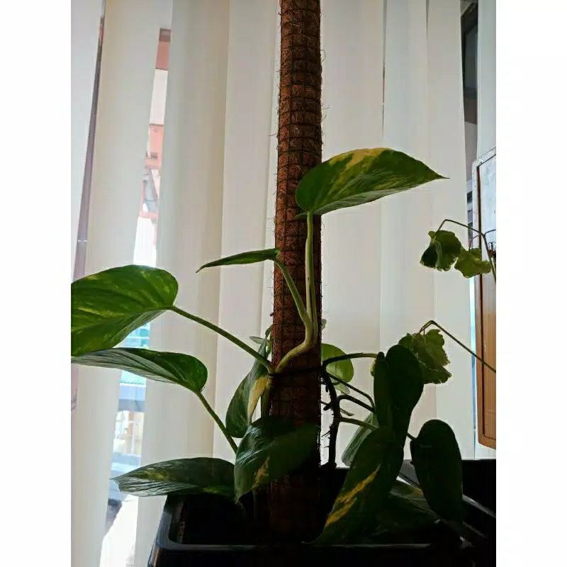 Jual Turus Penyangga Tanaman Rambat Ukuran Panjang 60Cm | Shopee Indonesia