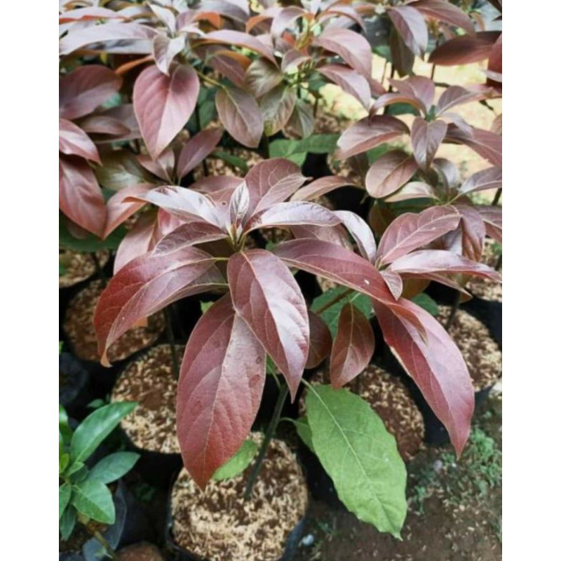 Jual Alpukat Red Vietnam (Hasil Okulasi Sambung Pucuk, Sehingga Cepet ...