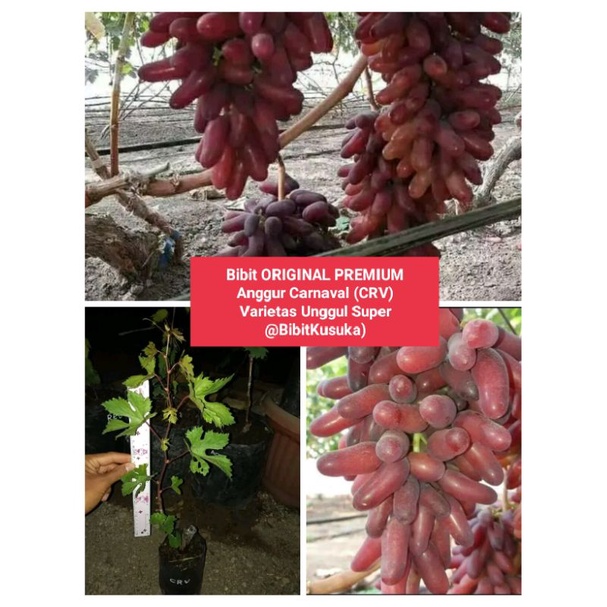 Jual Bibit Original ANGGUR IMPORT CARNAVAL Kualitas No.1 Jenis Unggul ...