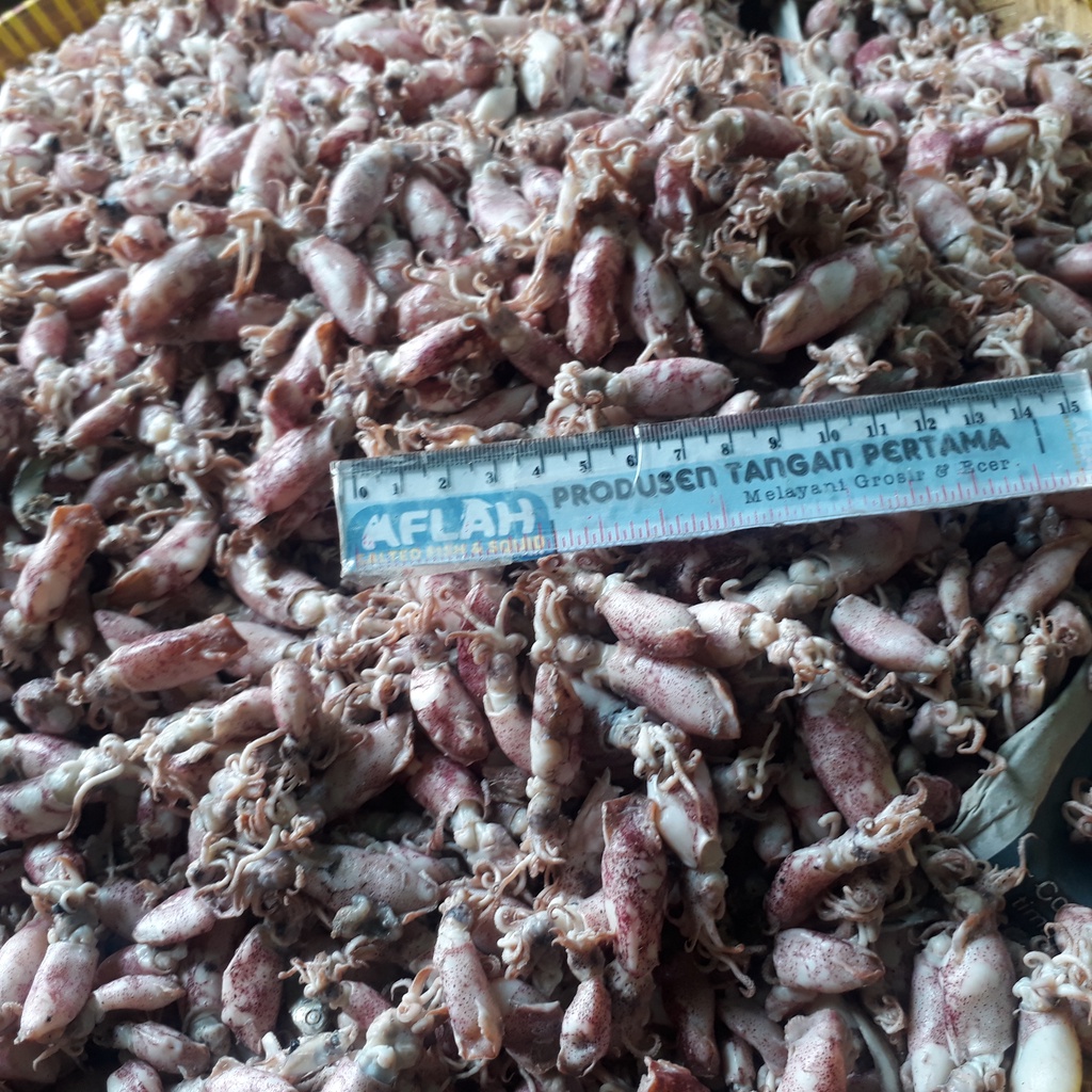 Jual PROMO! GROSIR CUMI BABY 10Kg size 1 2 CM & 1-3CM & 1-4CM/ Cumi ...