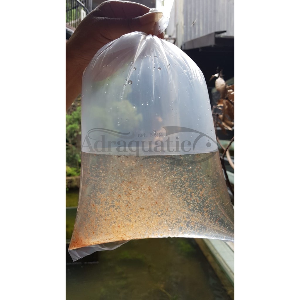 Jual KUTU AIR HIDUP JUMBO DAPHNIA MAGNA RAKSASA 500ML KUTIR BESAR PAKAN ...