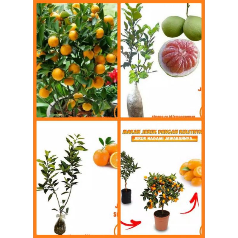 Jual Kombo Hemat 4 Pohon Jeruk Santang Nagami Bali Sunkis | Shopee ...