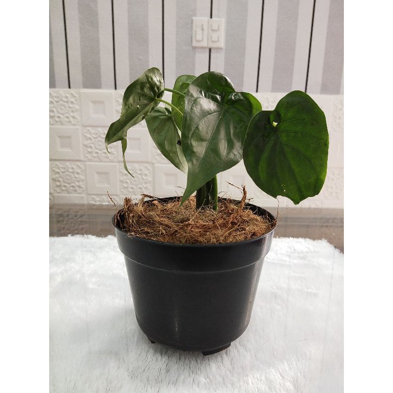 Jual Tanaman Hias Keladi Daun Hijau Love | Shopee Indonesia