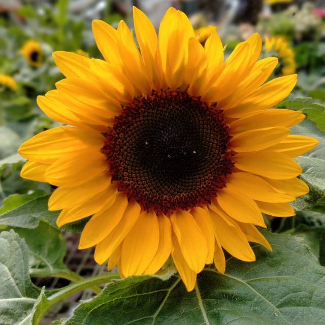 Jual Tanaman hias BUNGA asli MATAHARI MINI (realpict!!) | Shopee Indonesia