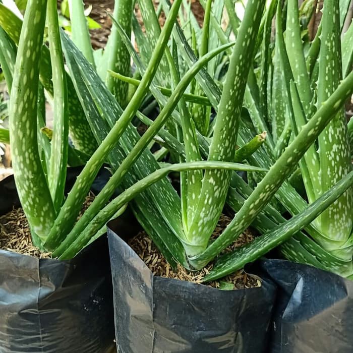 Jual Tanaman Obat Lidah Buaya (Aloe Vera) | Shopee Indonesia